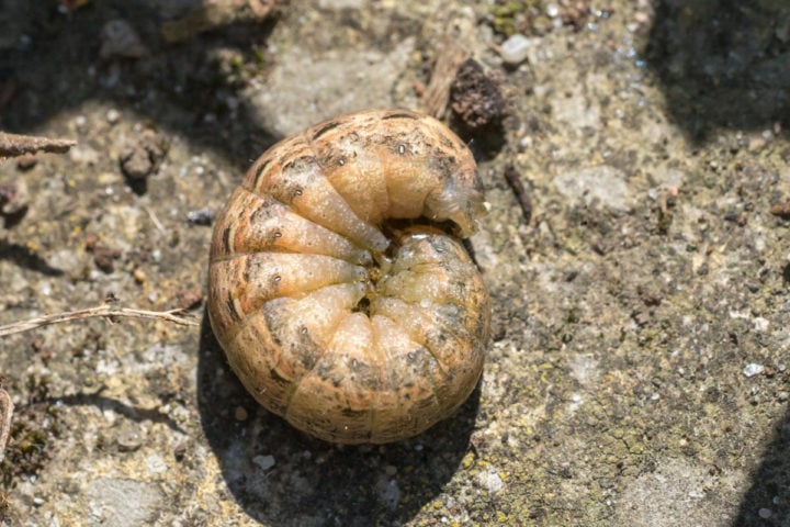 6 Destructive Carrot Pests To Look Out For (& How To Stop Them)