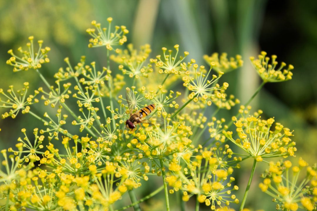 6 Destructive Carrot Pests To Look Out For (& How To Stop Them)
