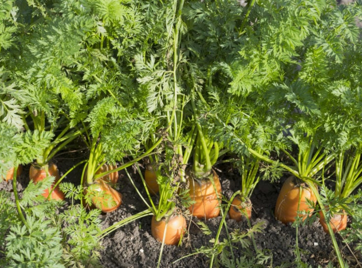 6 Destructive Carrot Pests To Look Out For (& How To Stop Them)