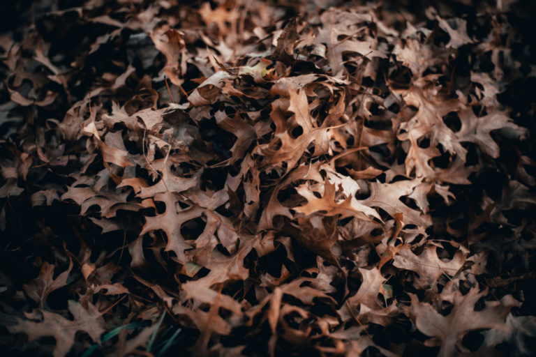 Compost 101: Everything You Need to Know to Start a Compost Pile