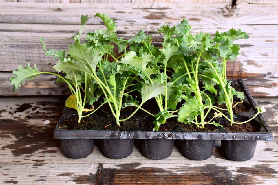 How To Grow Cut & Come Again Kale For Months Of Fresh Kale