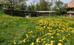 5 Tips For A Dazzling No Mow May