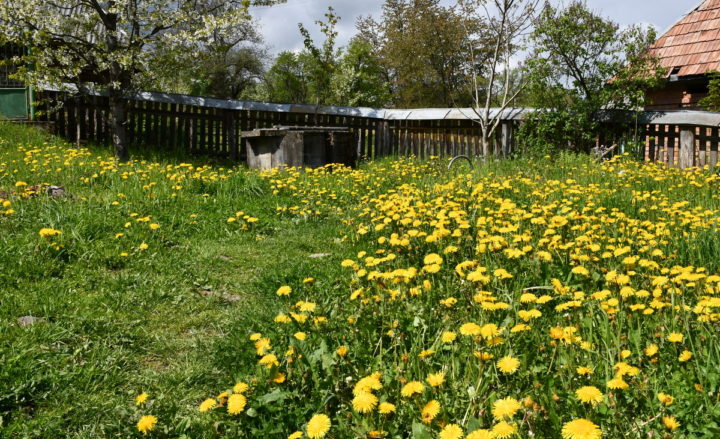 5 Tips For A Dazzling No Mow May