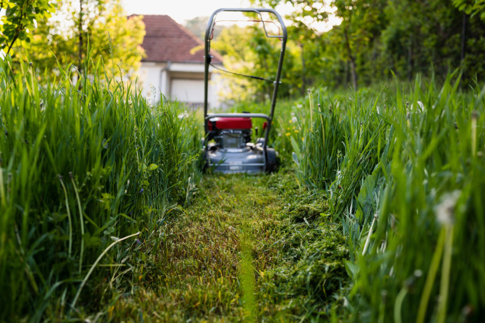 5 Tips For A Dazzling No Mow May