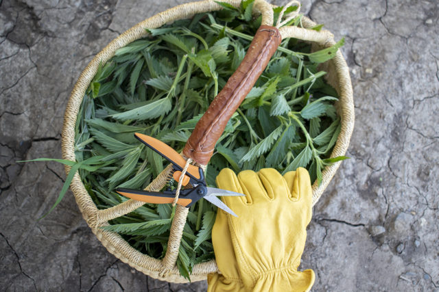 Stinging Nettle Fertilizer Tea - Free Organic Fertilizer Made From Weeds
