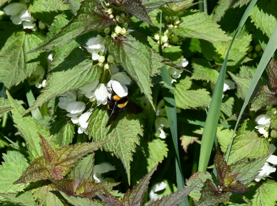 5 Tips For A Dazzling No Mow May