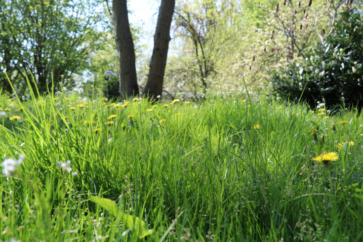 5 Tips For A Dazzling No Mow May