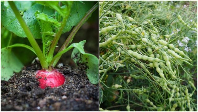 Radish Pods: 10 Reasons To Let Your Radishes Go To Seed