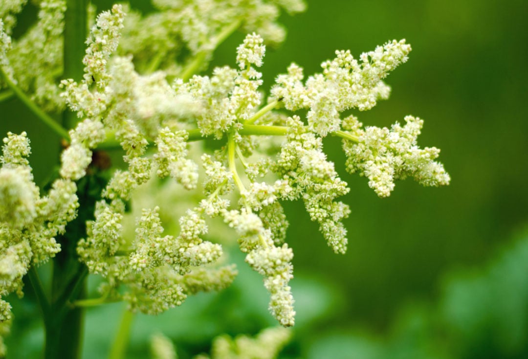 Why Is My Rhubarb Flowering & What Should I Do?