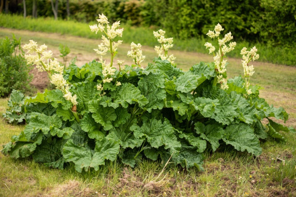 Why Is My Rhubarb Flowering & What Should I Do?