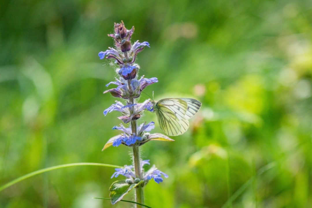 How to Grow Massive Sage Plants From Seed or Cuttings