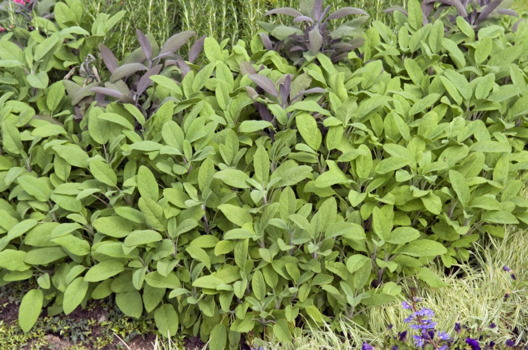 How to Grow Massive Sage Plants From Seed or Cuttings