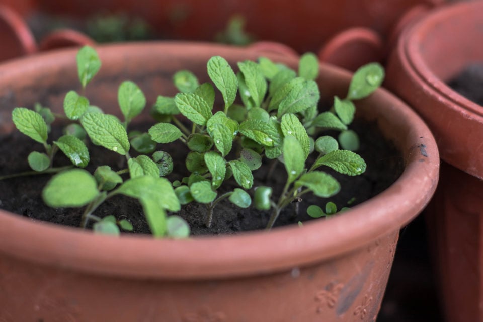 How to Grow Massive Sage Plants From Seed or Cuttings