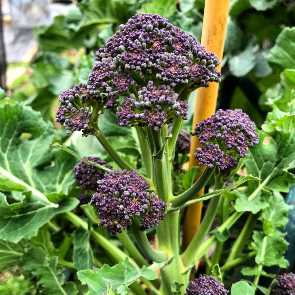 It's Not Too Late! 20 Vegetables You Can Plant In Summer