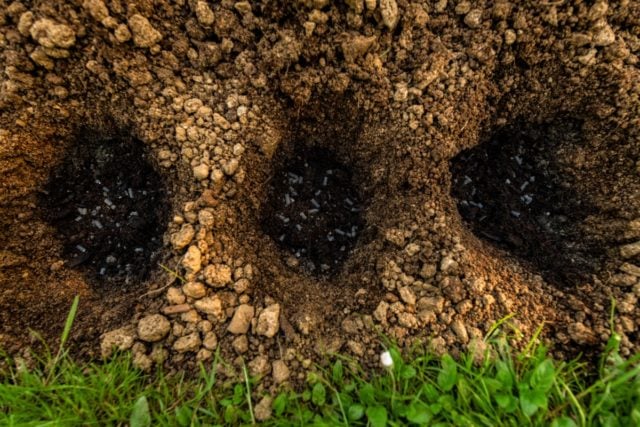 9 Soil Amendments to Put In Your Vegetable Planting Holes