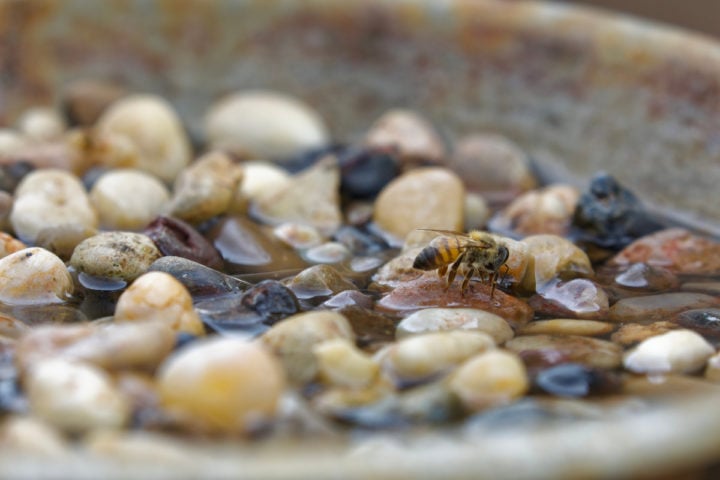 7 Bee Watering Station Ideas to Provide Drinking Water for Bees