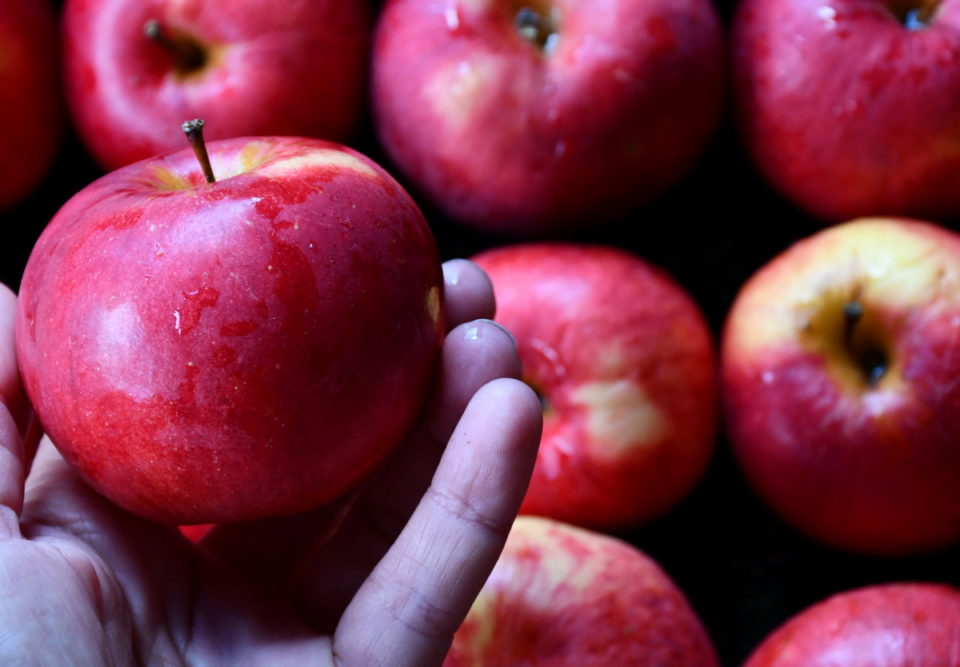 How To Store Homegrown Apples So They Last 9+ Months