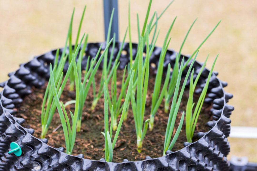 Air Pruning Pots - The Weird Planter That Every Gardener Needs To Try