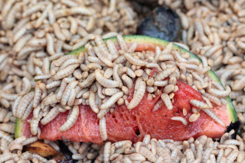Got Chickens? You Need a Black Soldier Fly Composting System