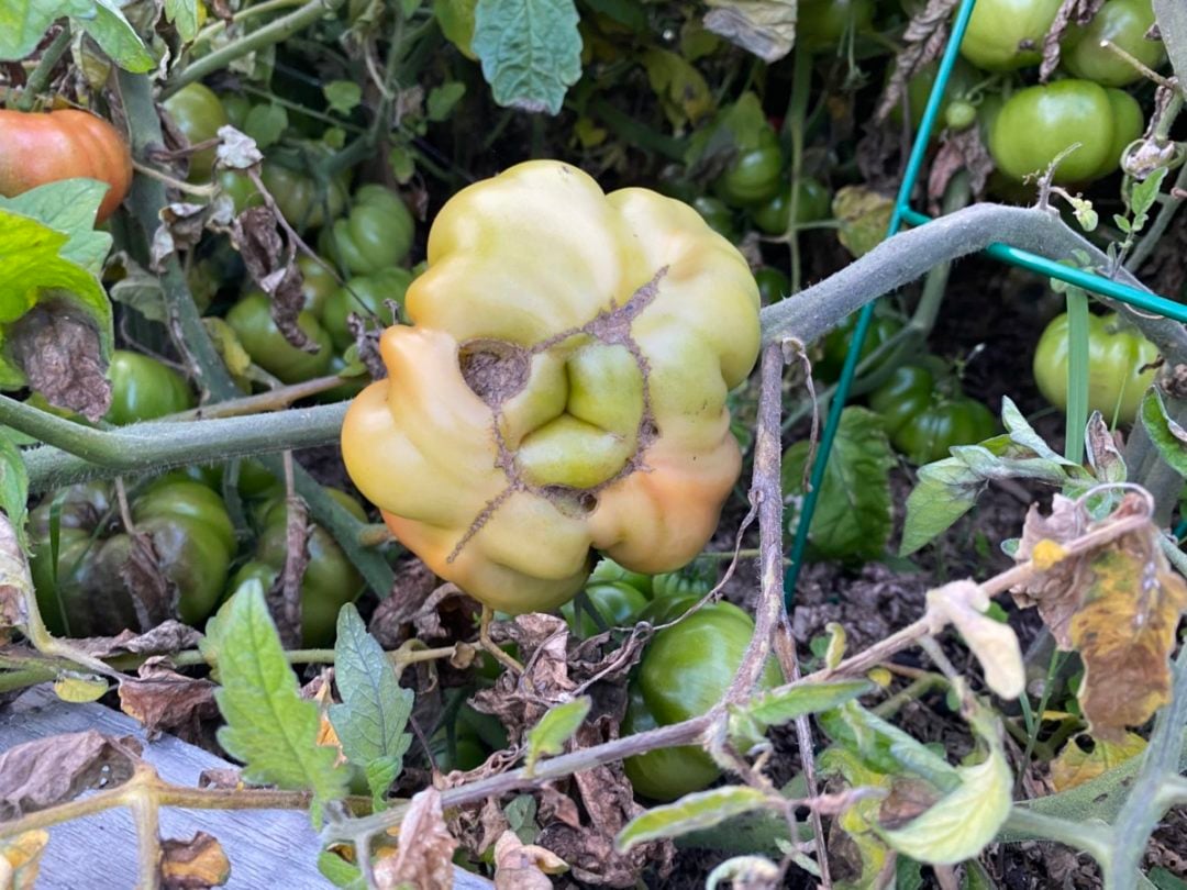 Tomato Catfacing - The Ugly Truth About This Bizarre Tomato Problem