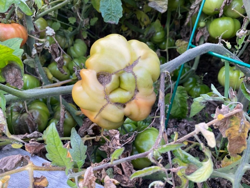 Tomato Catfacing - The Ugly Truth About This Bizarre Tomato Problem