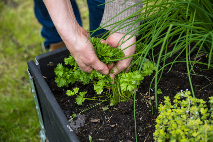 8 Easiest Herbs To Grow Outdoors Or In Containers