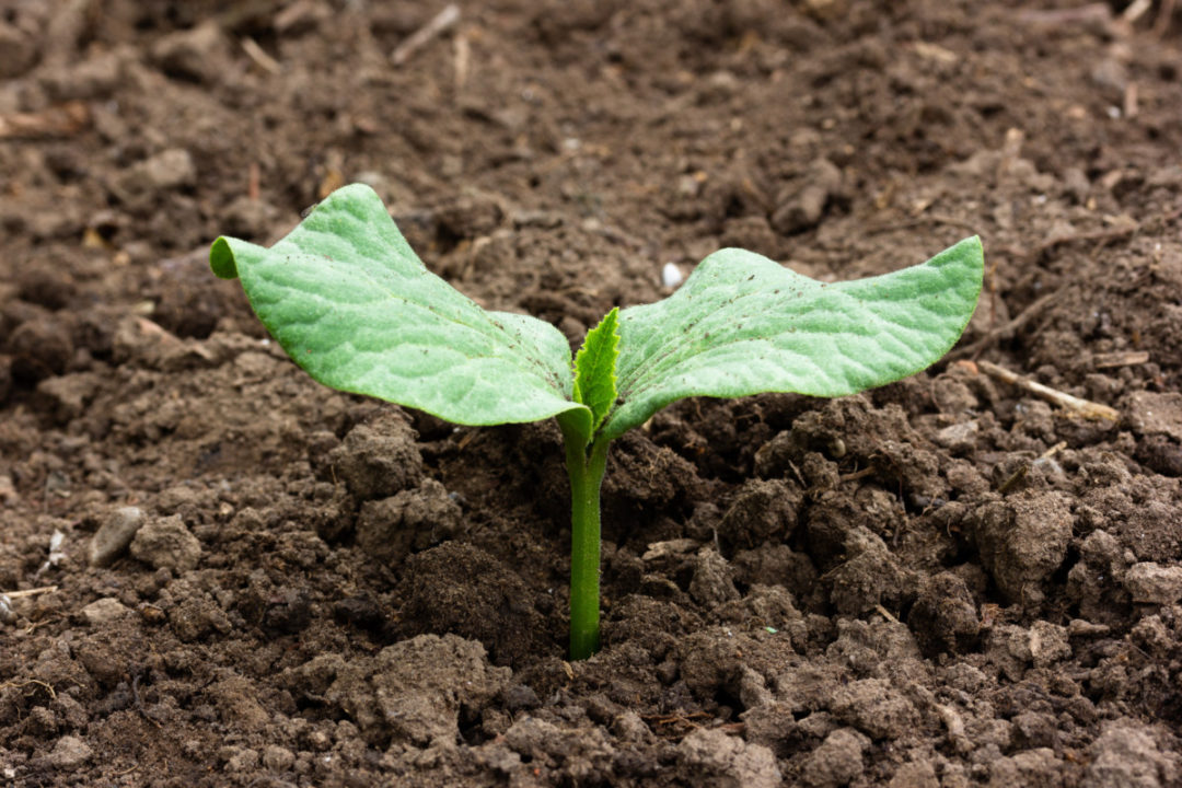 Fertilizing Pumpkins For Huge Harvests + More Pumpkin Growing Tips