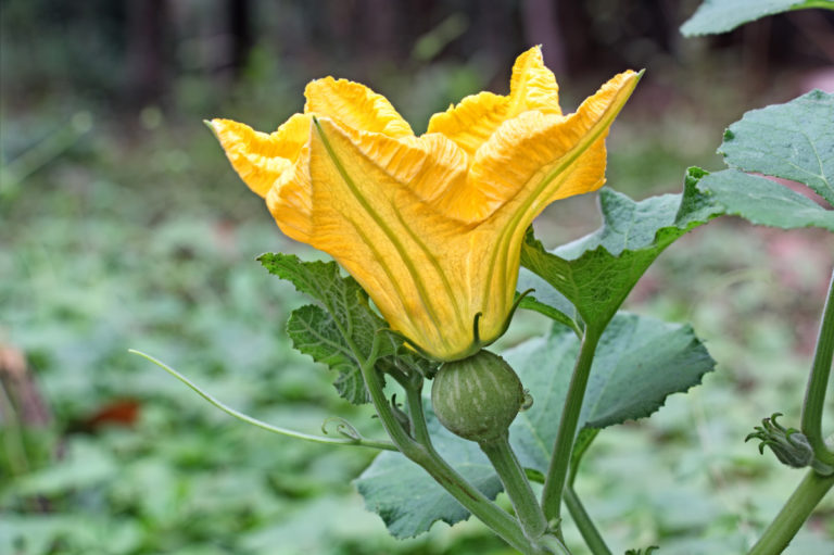 Fertilizing Pumpkins For Huge Harvests + More Pumpkin Growing Tips