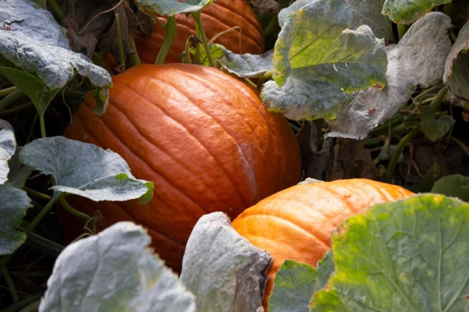 Fertilizing Pumpkins For Huge Harvests + More Pumpkin Growing Tips