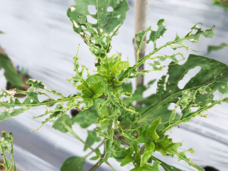 25 Common Pepper Plant Problems & How To Prevent Them
