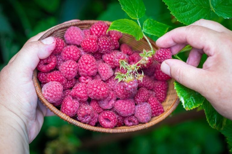 30 Delicious Recipes To Use Up a Glut of Raspberries