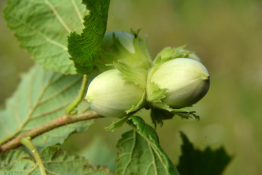 25 Nut Trees To Grow In Your Garden