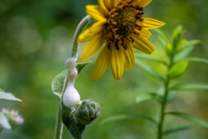 Why Is There White Foam On My Plants? Spittlebugs & What You Need To Know