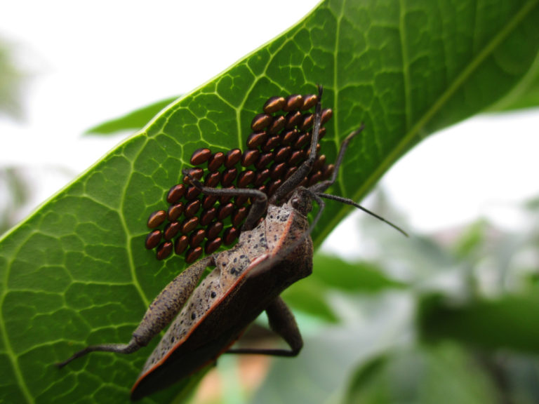 Squash Bugs How To Identify Treat And Prevent An Infestation