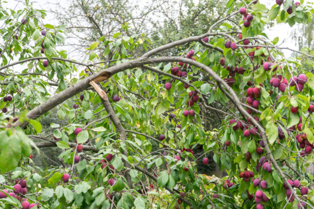 How to Thin Fruit Trees - The Key to an Exceptional Crop Every Year