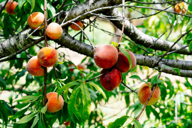 How to Thin Fruit Trees - The Key to an Exceptional Crop Every Year