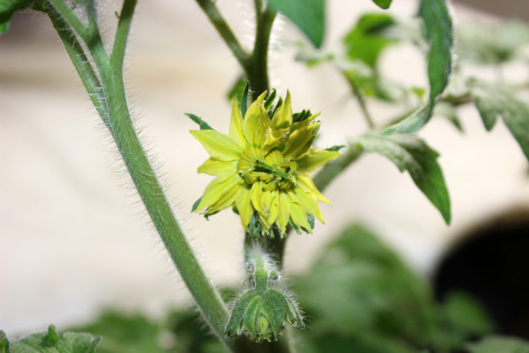 Tomato Megablooms: Why You Need to Search Your Plants for Fused Tomato ...