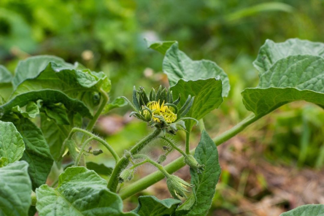 Tomato Megablooms: Why You Need to Search Your Plants for Fused Tomato ...