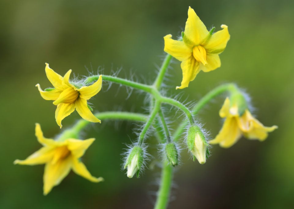 Tomato Megablooms: Why You Need to Search Your Plants for Fused Tomato ...