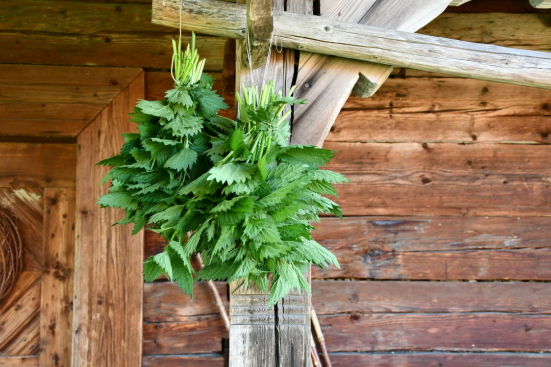 How To Make Nettle Leaf Powder & Why You Really Should