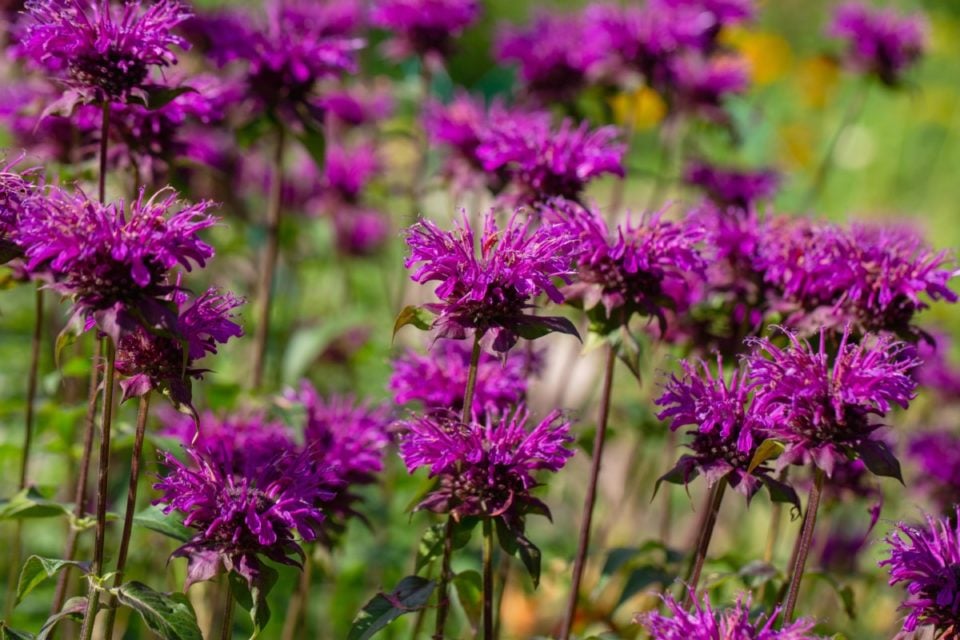 Bee Balm – the Native Flower Everyone Should Have in Their Yard