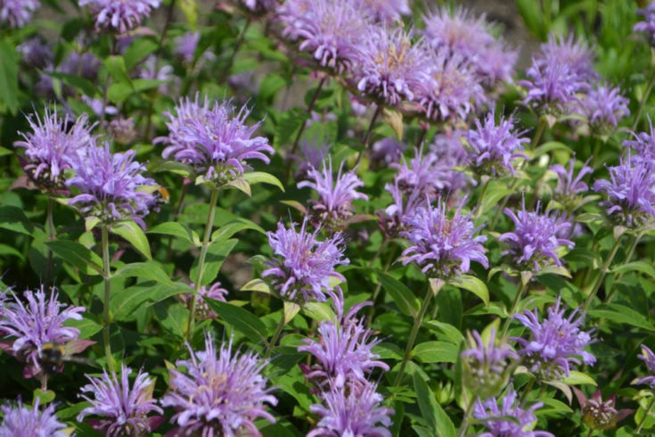 Bee Balm – the Native Flower Everyone Should Have in Their Yard