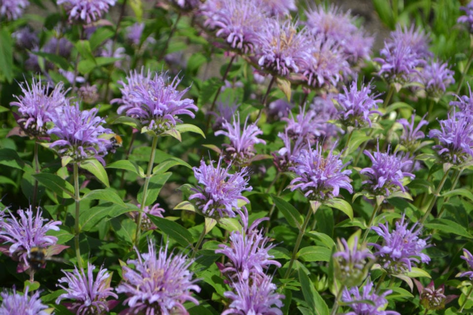 Bee Balm – the Native Flower Everyone Should Have in Their Yard