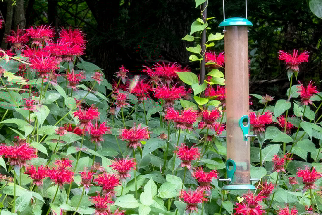 Bee Balm – the Native Flower Everyone Should Have in Their Yard