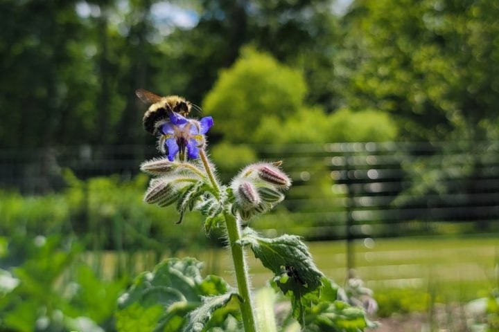 15 Reasons To Grow Borage + Ways To Use It