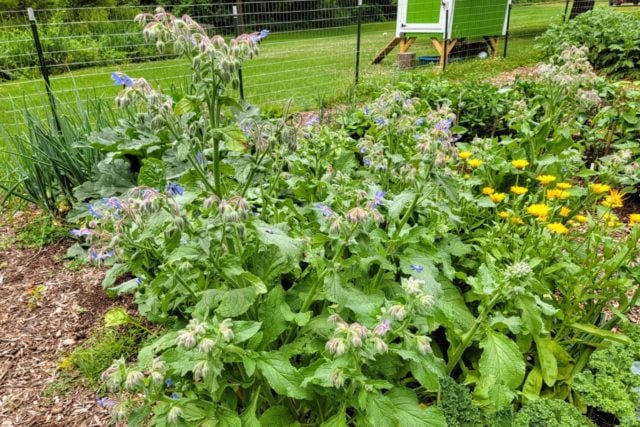 15 Reasons To Grow Borage + Ways To Use It