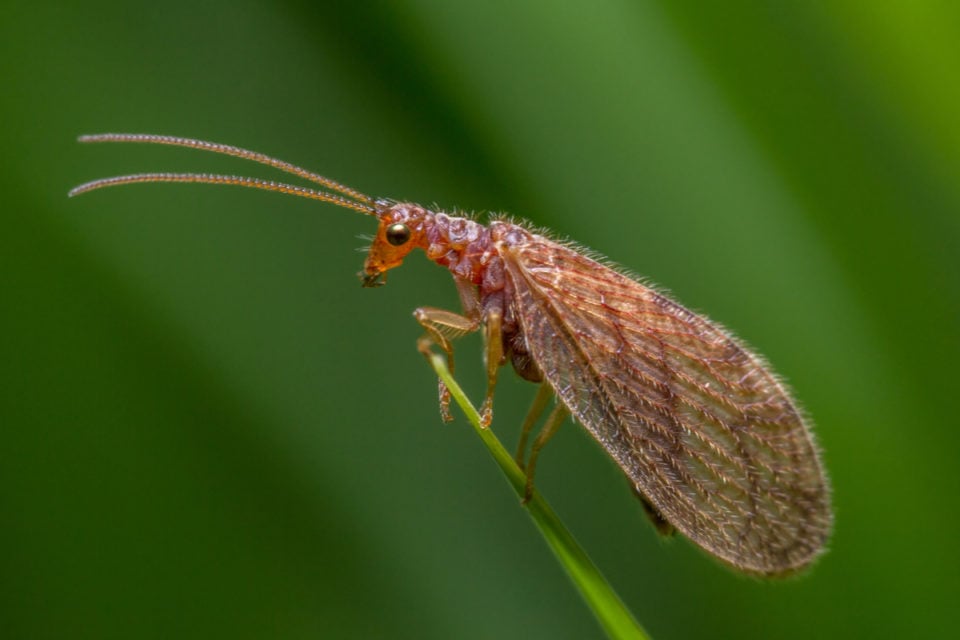 4 Ways to Attract Lacewings to Your Garden (& Why You Need Them)