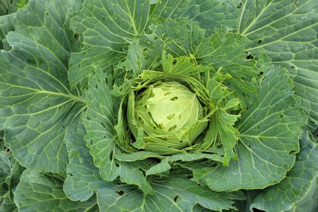 Cabbage Looper: How To Identify & Control These Cabbage Pests