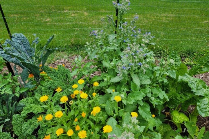15 Reasons To Grow Borage + Ways To Use It