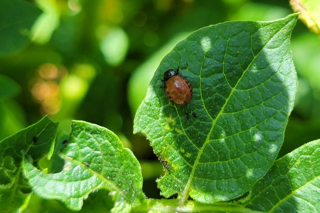 Dealing with Colorado Potato Beetle: The Most Destructive Potato Pest